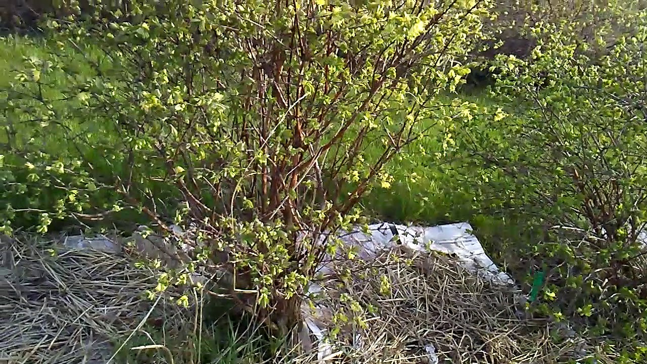 Haskap/Honeyberry Orchard Spring Blossoms 8th season 2018 05 03 - YouTube