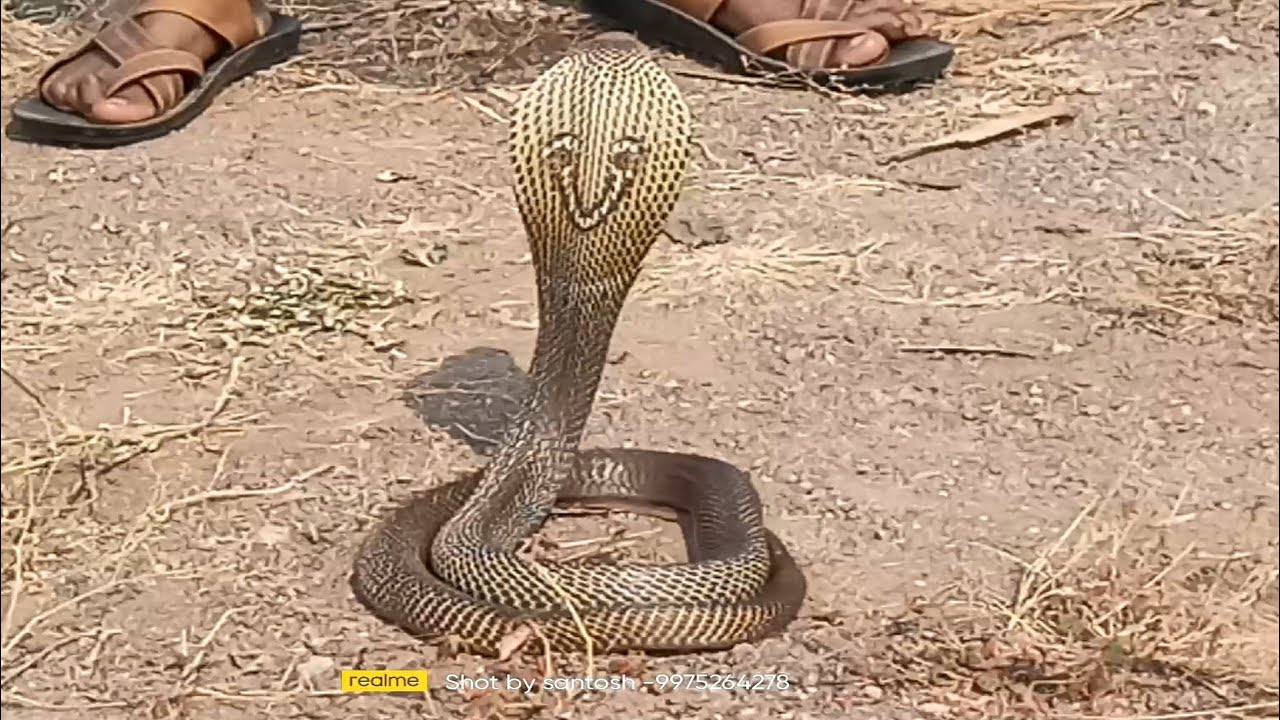नाग साप होल मधुन कसा बाहेर आला पहा l Rescue Venomous Indian Spectacled Cobra Snake - YouTube