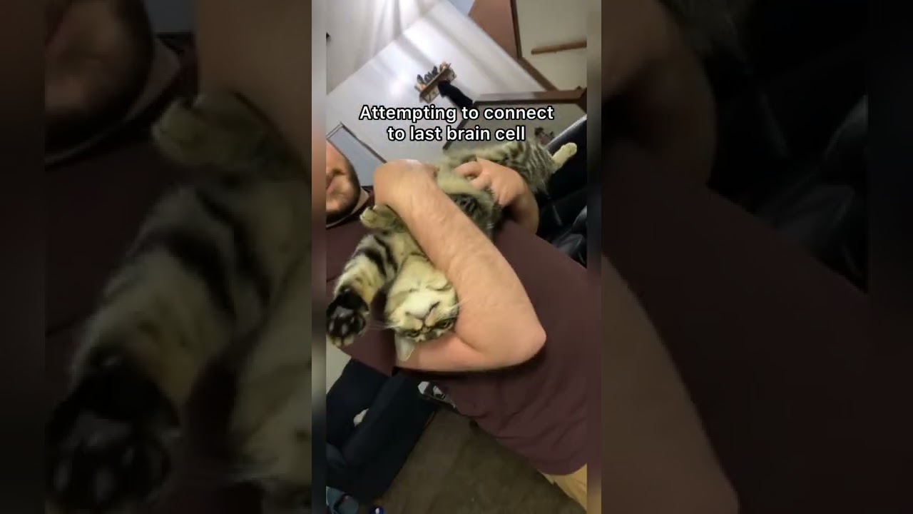 When your cat has no brain cells 😳 #shorts - YouTube
