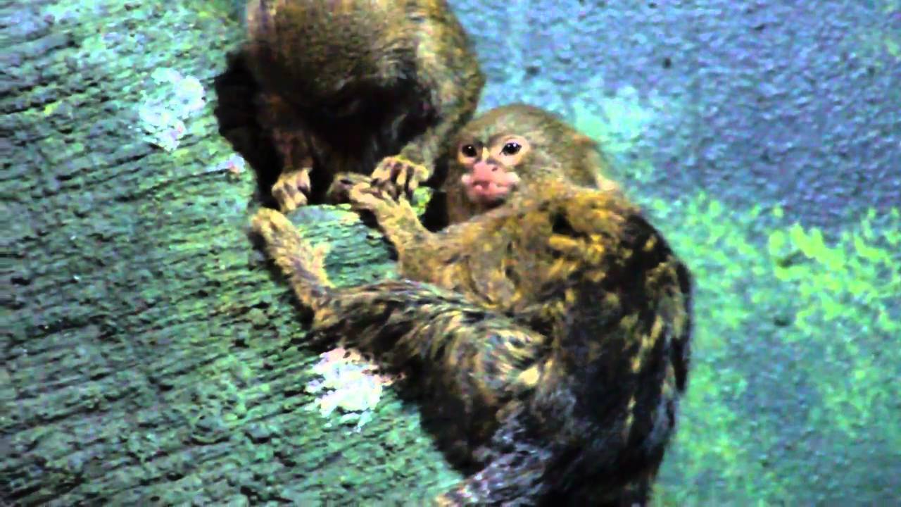 The monkey, Pygmy Marmoset - YouTube