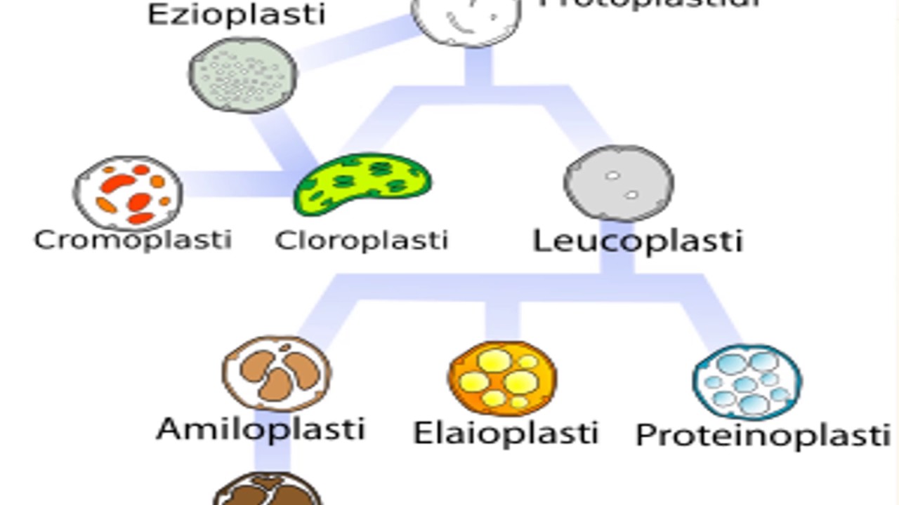 I plastidi - YouTube