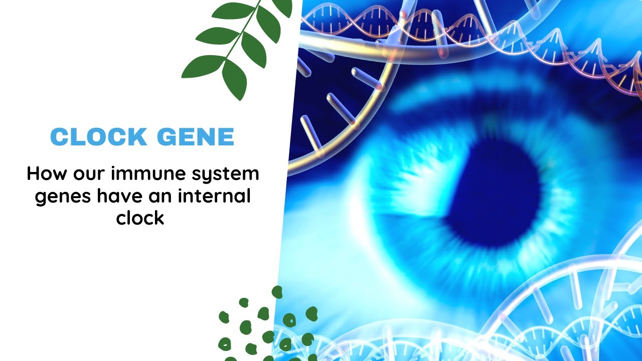 How our immune system genes have an internal clock - YouTube