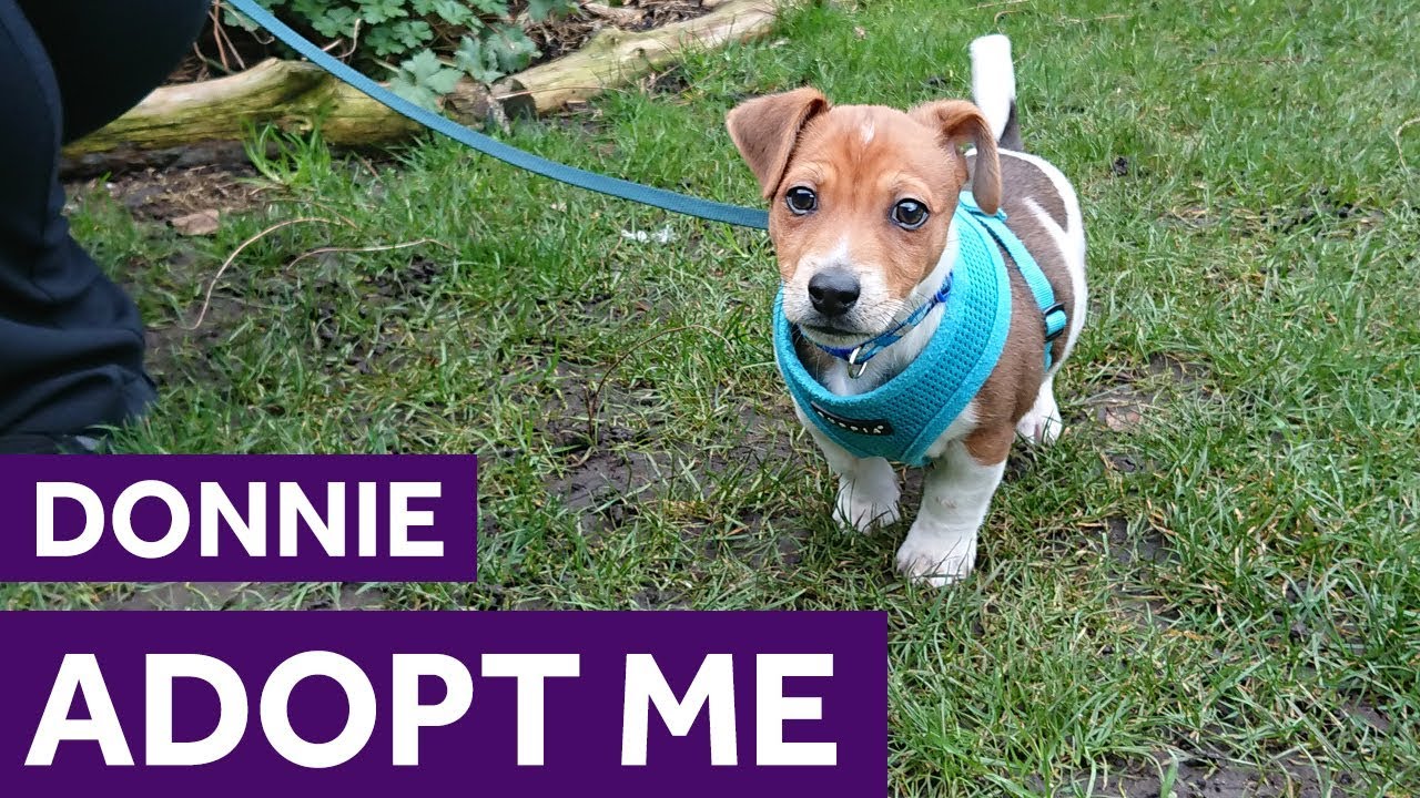 Adopt Donnie | Dogs | Mayhew - YouTube