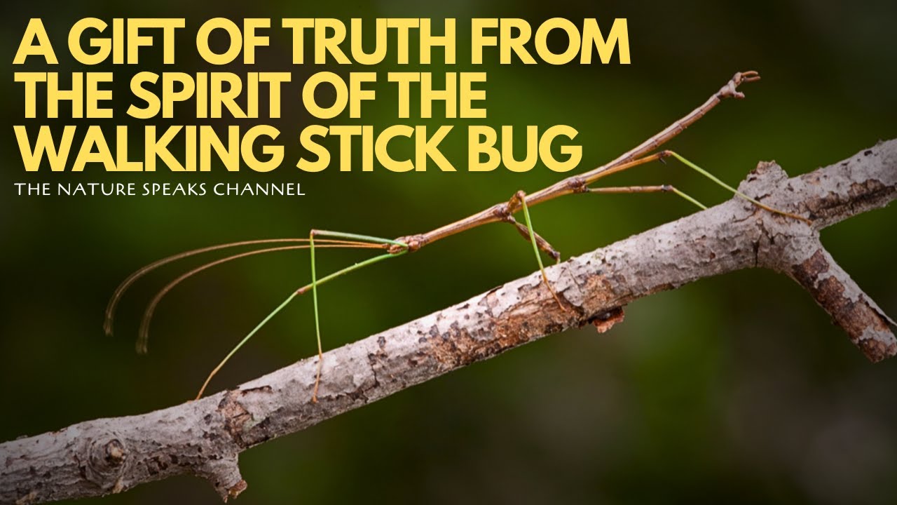 A Gift of Truth from the Spirit of the Walking Stick Bug - YouTube