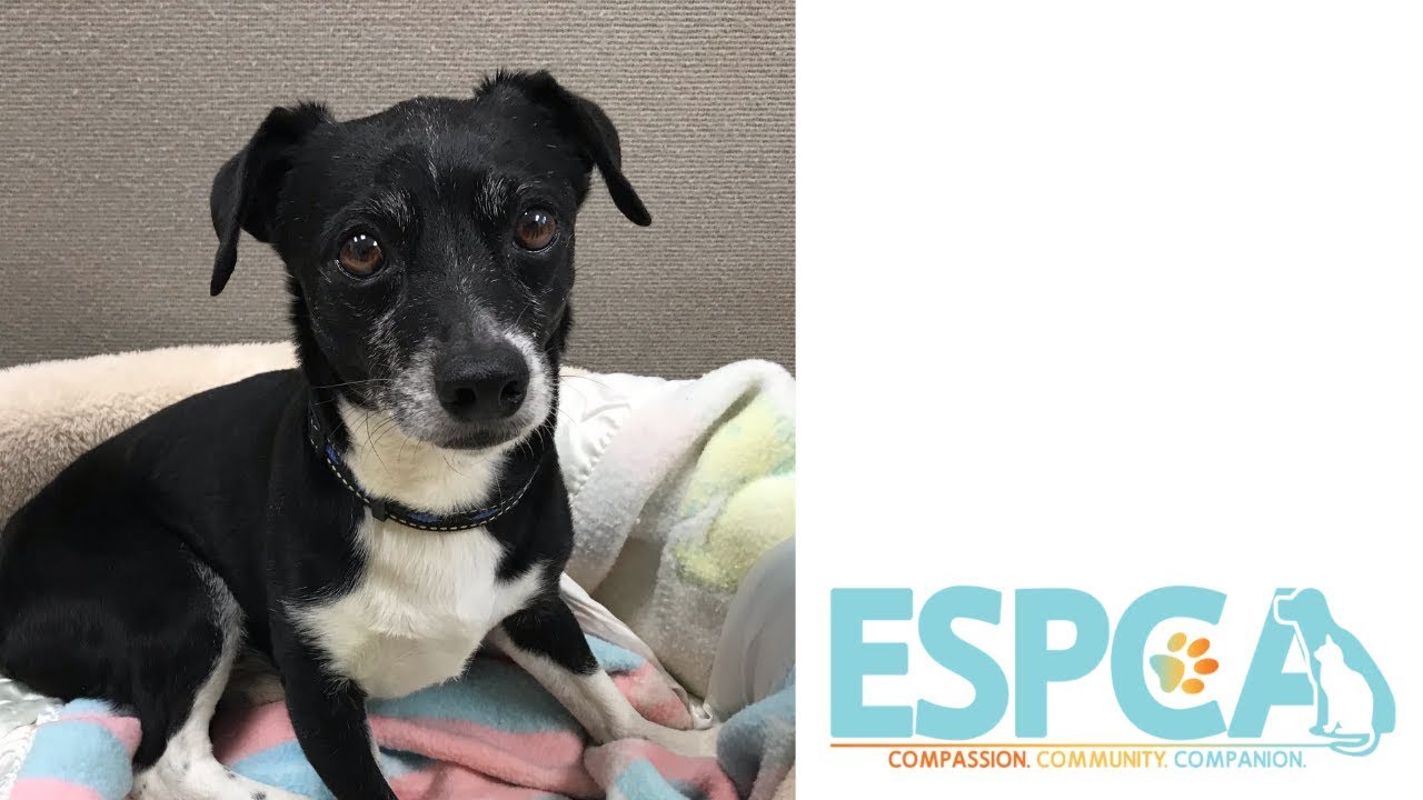 ESPCA Wednesdays with Jacob 04-17-19 - YouTube