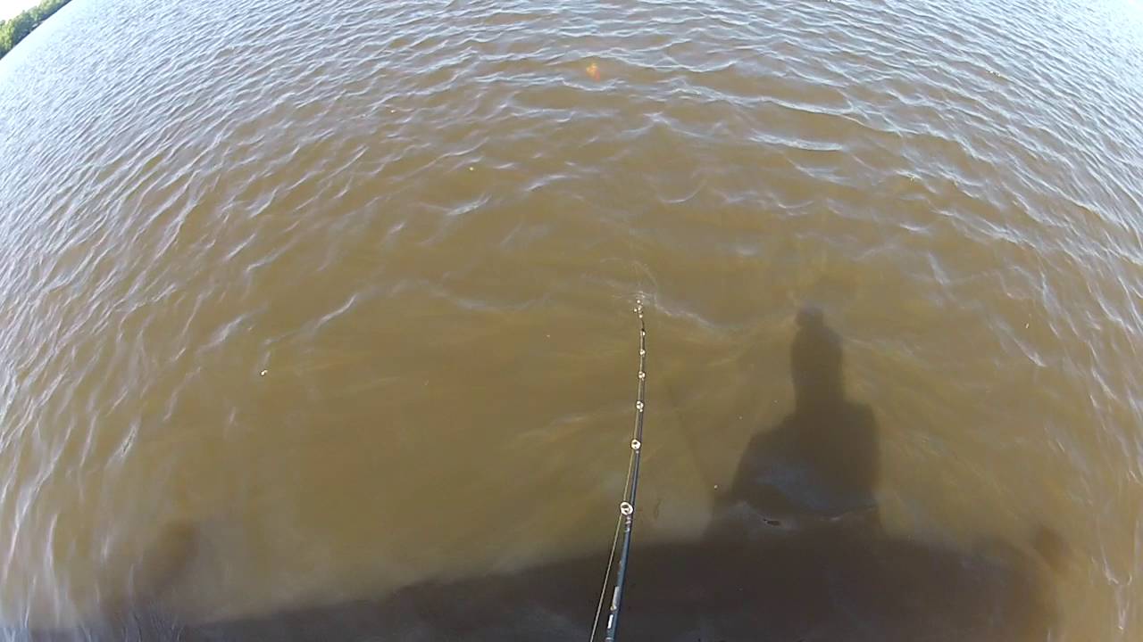 Musky Attack ! - YouTube