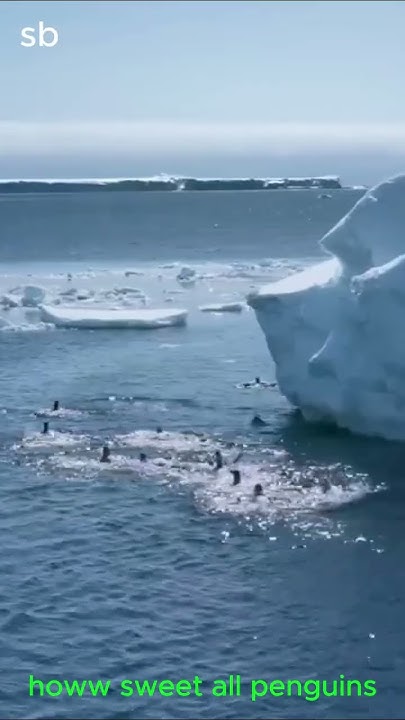 How beautiful penguins are always together #animals #shortvideo # ...