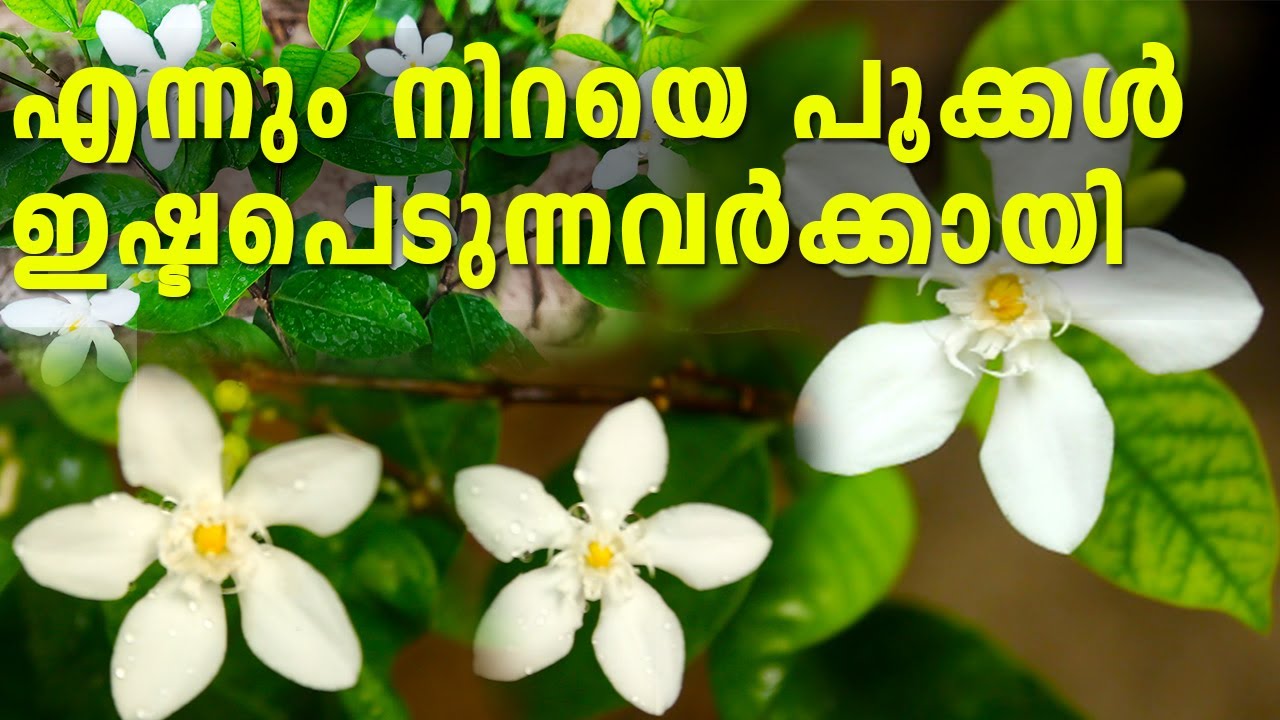 Sri Lankan Tagar plant Care Malayalam | Daily Flowering Plant | ദിവസവും ...