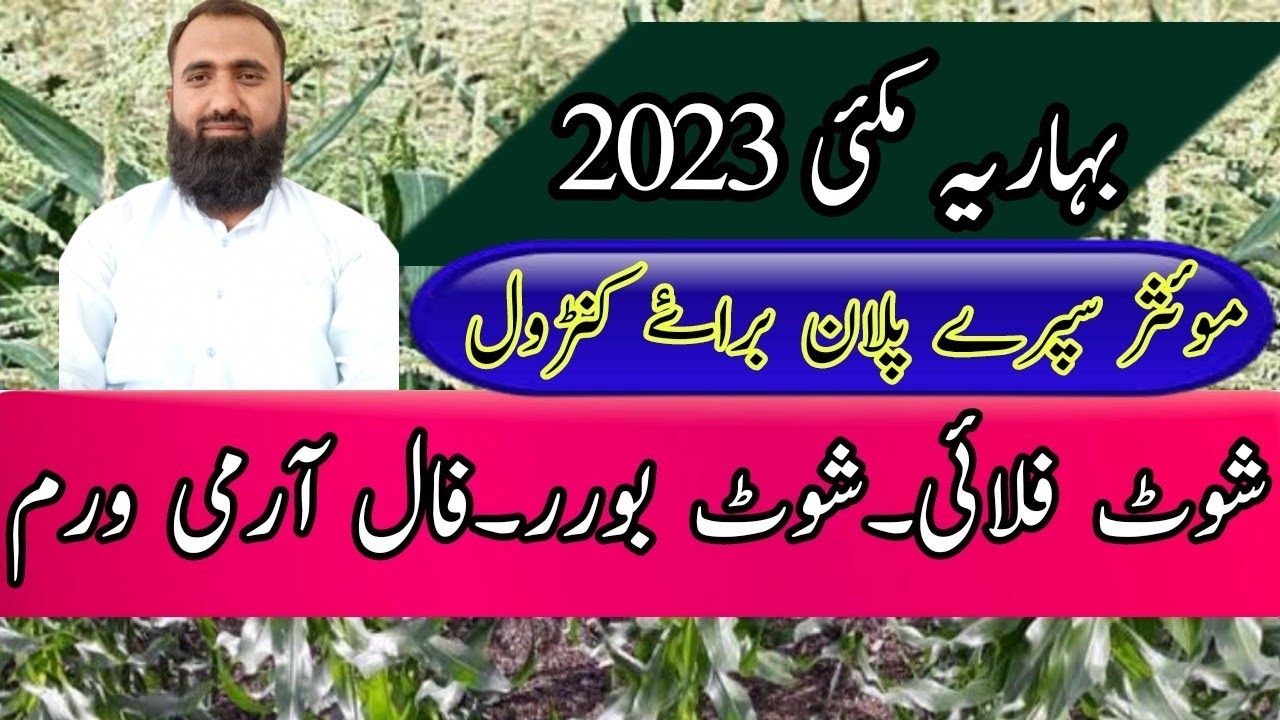 How to control maize stem borer, shoot fly and fall armyworm || Bilal ...