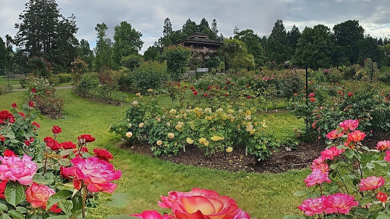 Rose Garden in Tacoma, WA - YouTube