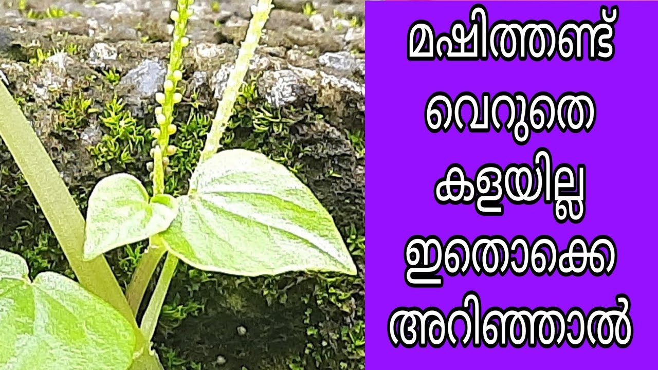 peperomia pellucida / Shining plant / Mashi thand / മഷിത്തണ്ട് ...