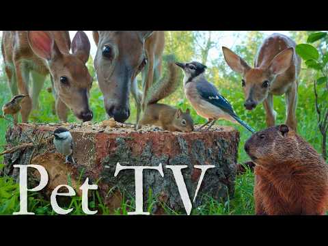 Cat TV • Dog TV - BUSY MEADOW WILDLIFE 🐿️ 4K Nature With Deer & Fawns, Squirrels, Groundhog & Birds