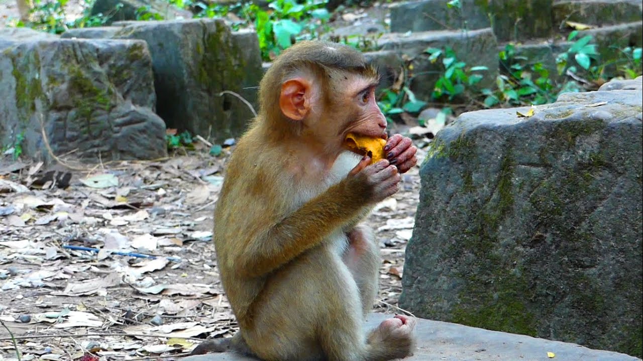 Need more food to eat, Abandoned monkey always waiting food from ...