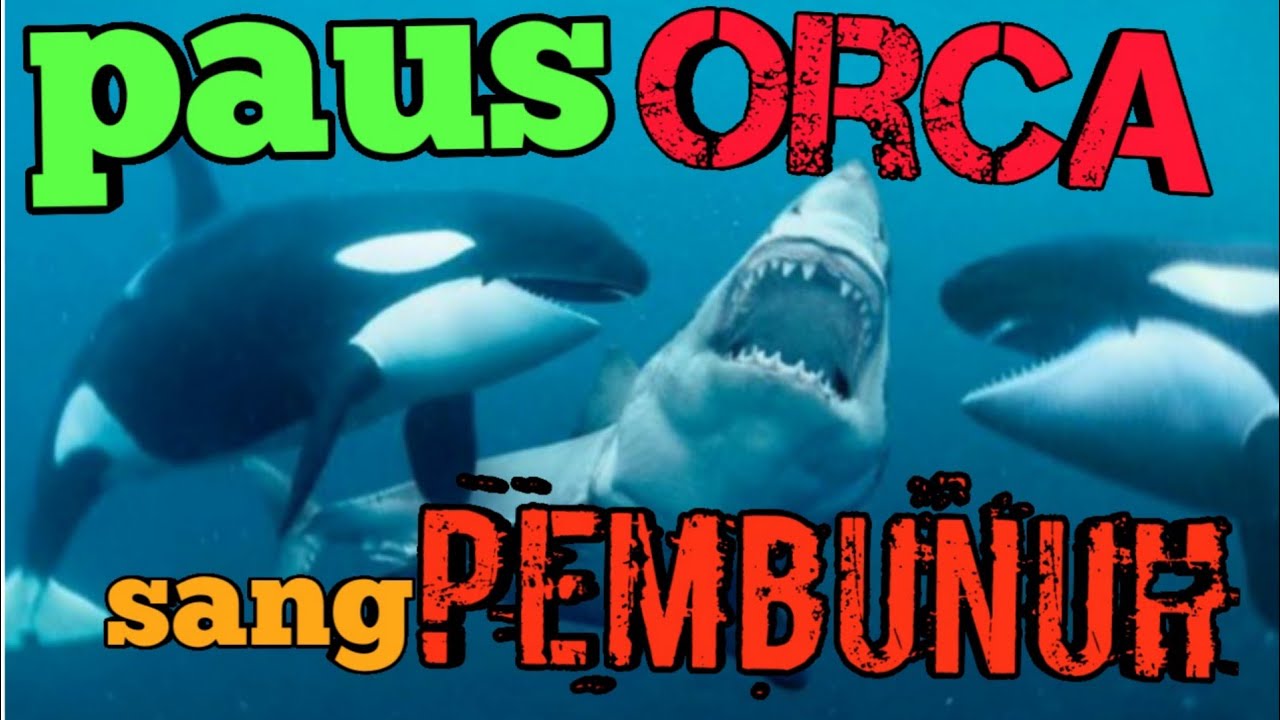 paus orca || paus pembunuh || ikan paus - YouTube
