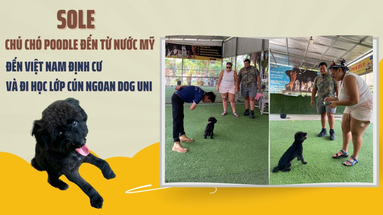 Sole - chú chó Poodle đến từ Mỹ, định cư Việt Nam và đi học lớp Cún ...