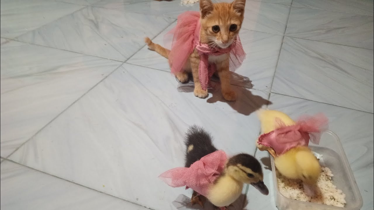 kucing dan bebek // kucing dan bebek bermain - YouTube