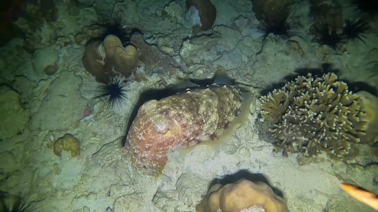 Ep. 305 CATCH & COOK Adobo na may Tinta nang Kubotan! - YouTube