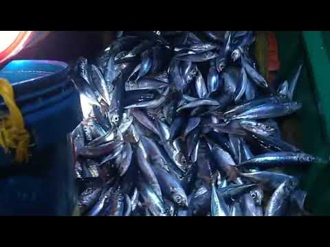 BINIGYAN KAMI NG ISDA ANG DAMI | BUHAY MANGINGISDA - YouTube