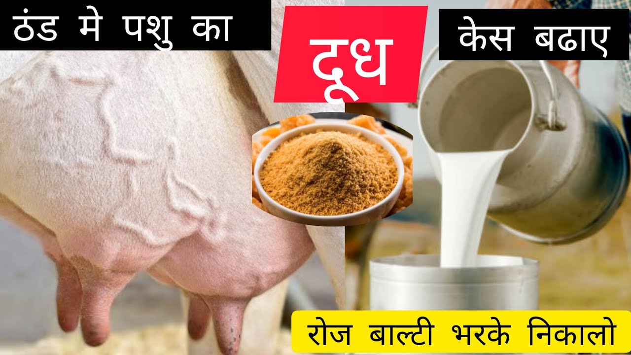 How to increase cow buffalo milk ||dudh badane ka desi nuskha/formula ...