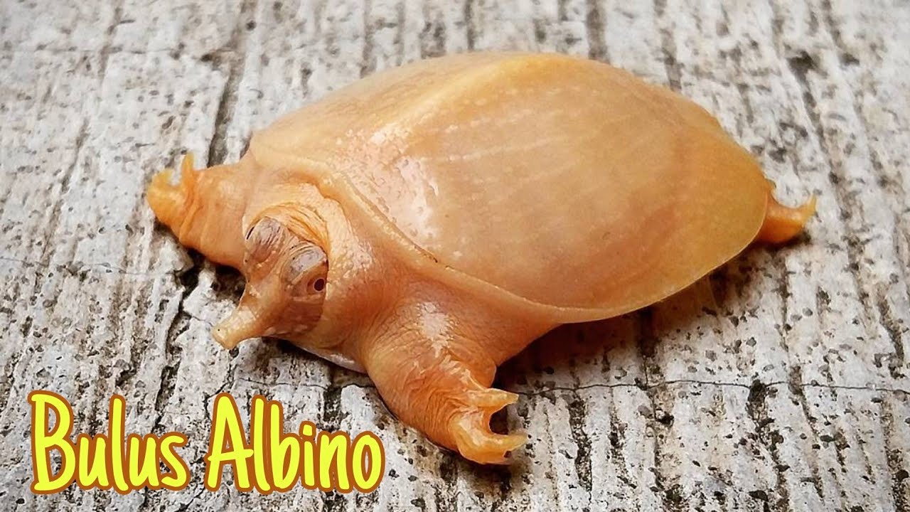 Bulus Albino - YouTube