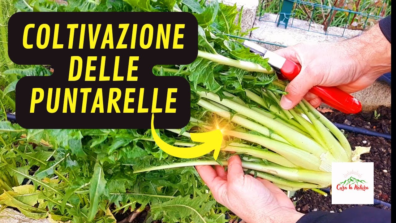 Come Coltivare Le PUNTARELLE - YouTube