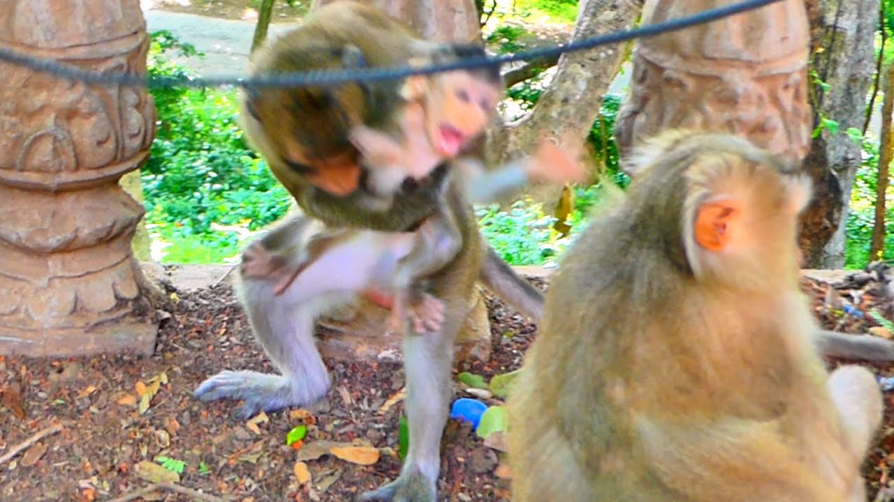 Monkey MARY is love to play with baby MONO but baby need milk. - YouTube