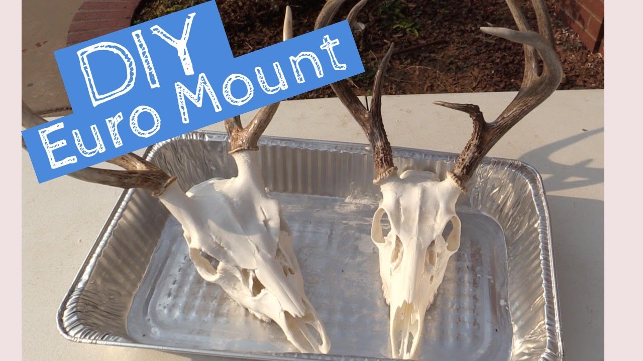 2021 DIY Whitetail Euro Mount | Step by Step - YouTube