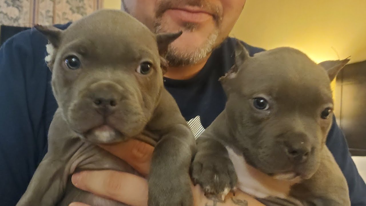 American Bully puppy picks are officially made!! - YouTube
