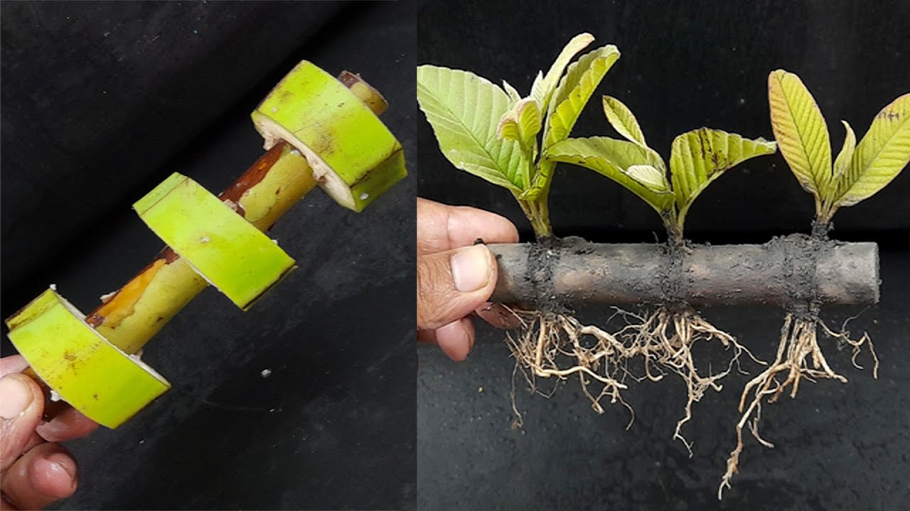 How to Grow Guava Trees From Guava Cutting| Best Natural Banana Rooting ...