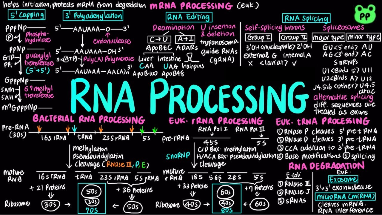 RNA Processing | Molecular Biology 06 | Biology & Biochem | PP Notes ...