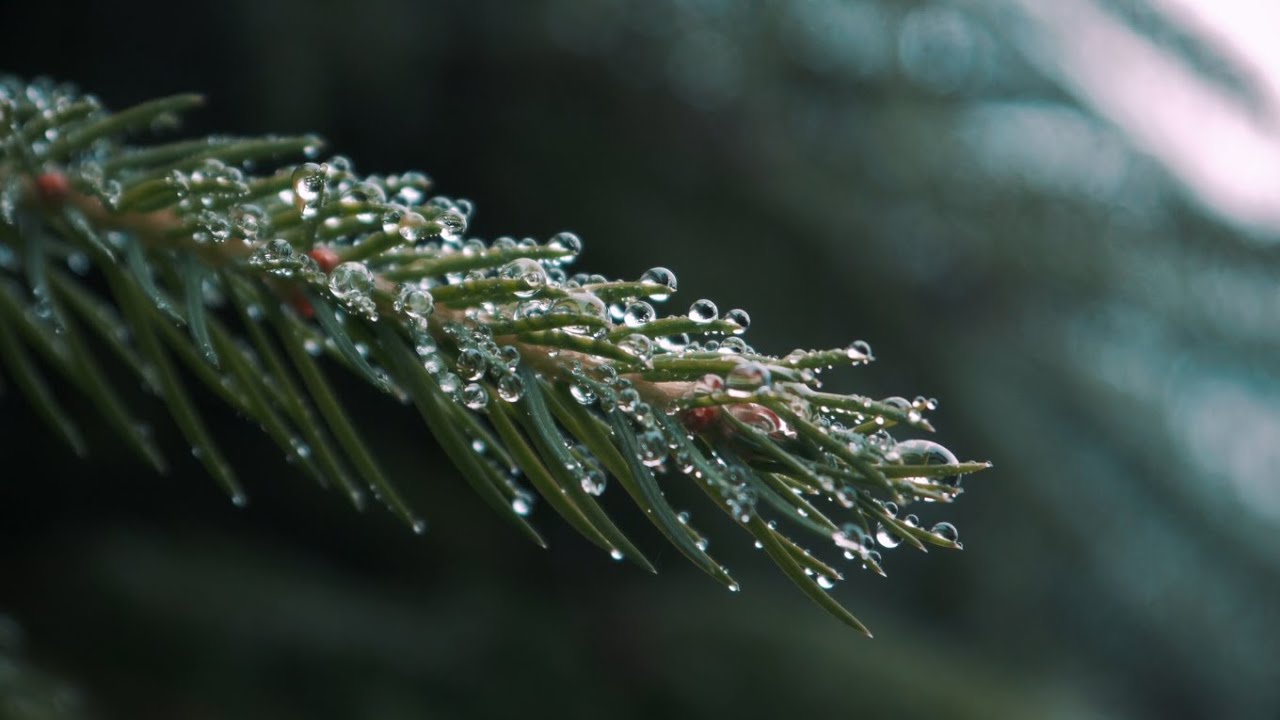 Beautiful zen relaxing music : A journey through nature : forest - YouTube