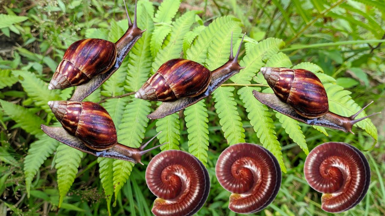SERU!! MENEMUKAN BANYAK BEKICOT KAKI SERIBU SNAIL SIPUT MILLIPEDE SIPUT ...