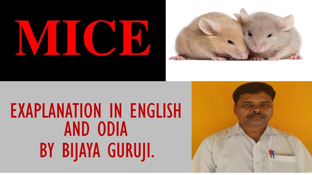 THE MICE POEM CLASS 6 BY BIJAYA GURUJI - YouTube
