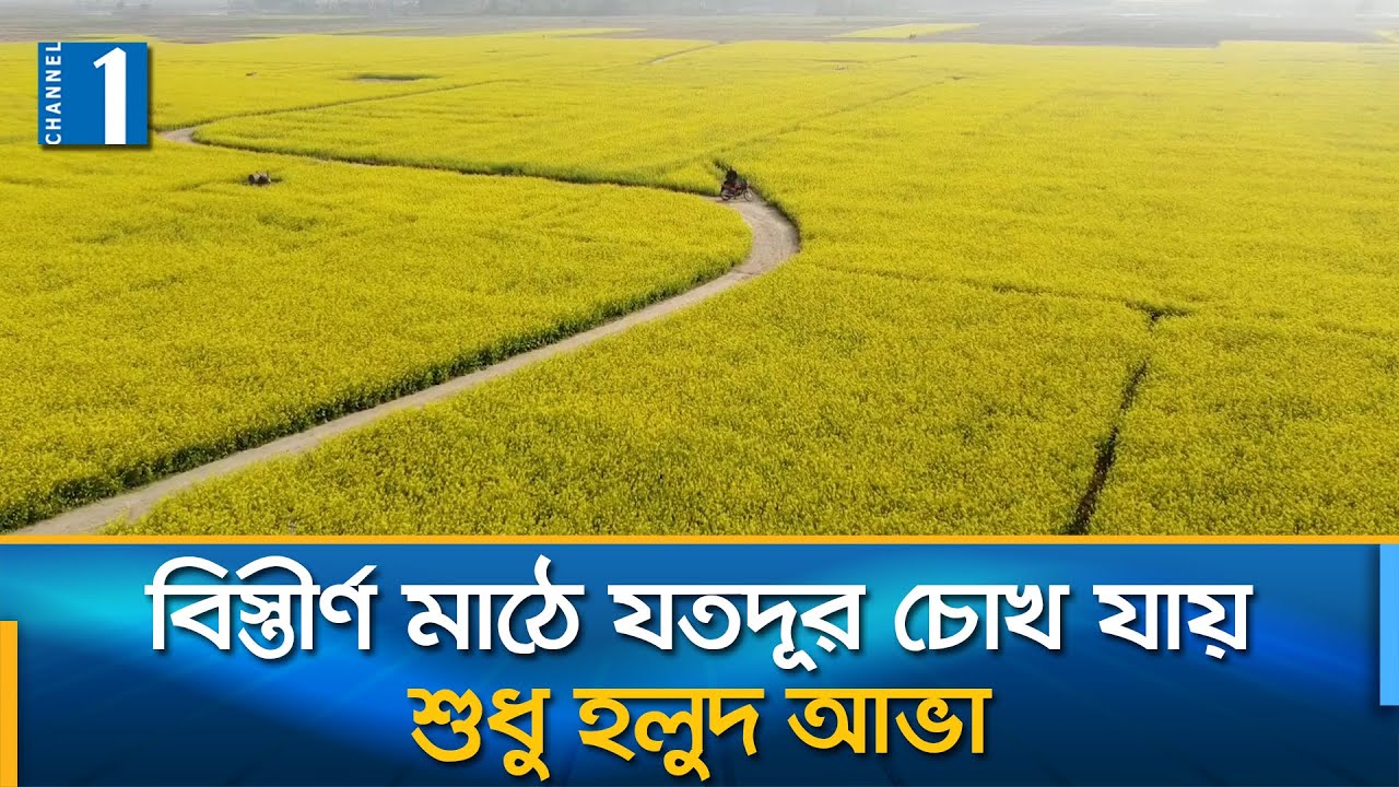 সরিষার ভালো ফলন হওয়ায় লাভের স্বপ্ন দেখছে কৃষক | Mustard | Channel One ...