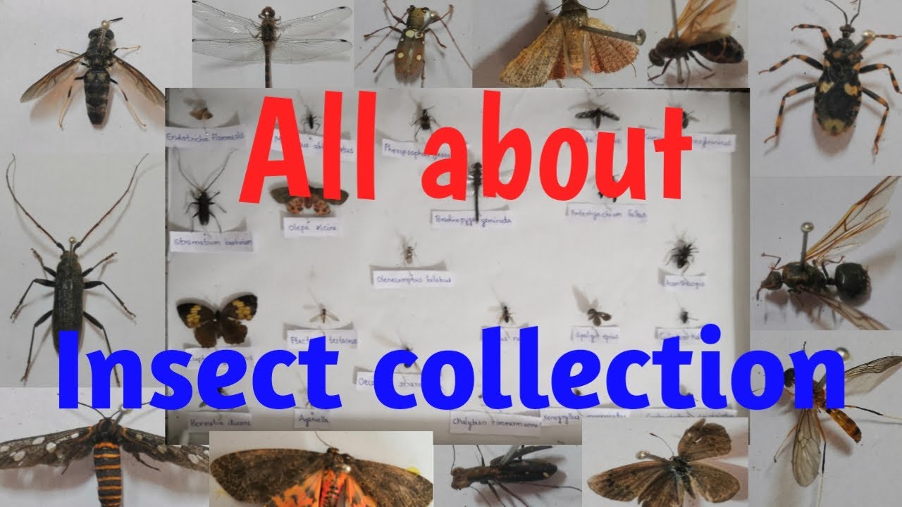 Insect Collection/How to preserve insect for school Science Exhibition ...