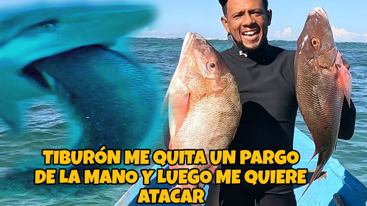 TIBURÓN INTENTA QUITARME UN PARGO SAMA PERO SE LLEVÓ UNA SORPRESA - YouTube
