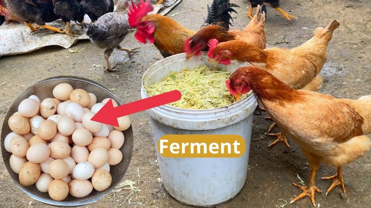 This Fermented Feed Method Doubled My Chickens’ Egg Production - YouTube