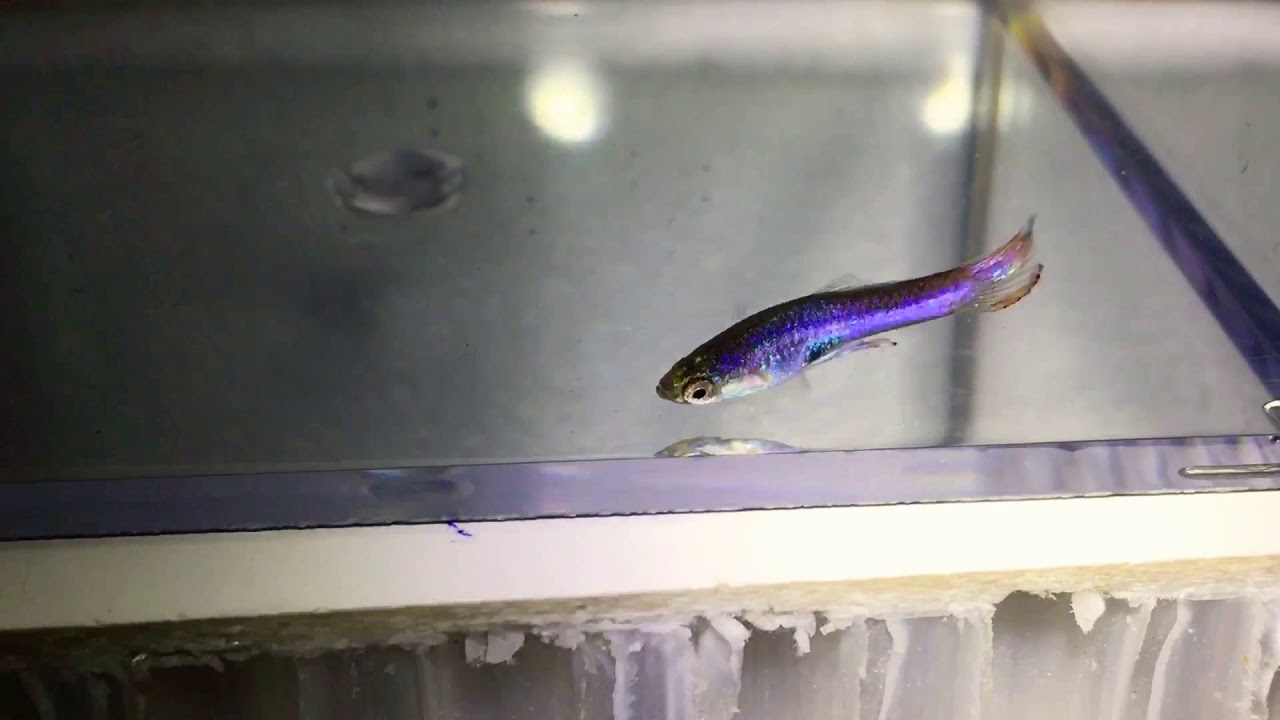 Purple Endler - YouTube