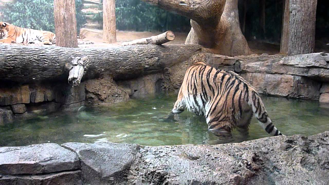 Milwaukee Zoo - Catch a tiger by the toe 1.MOV - YouTube