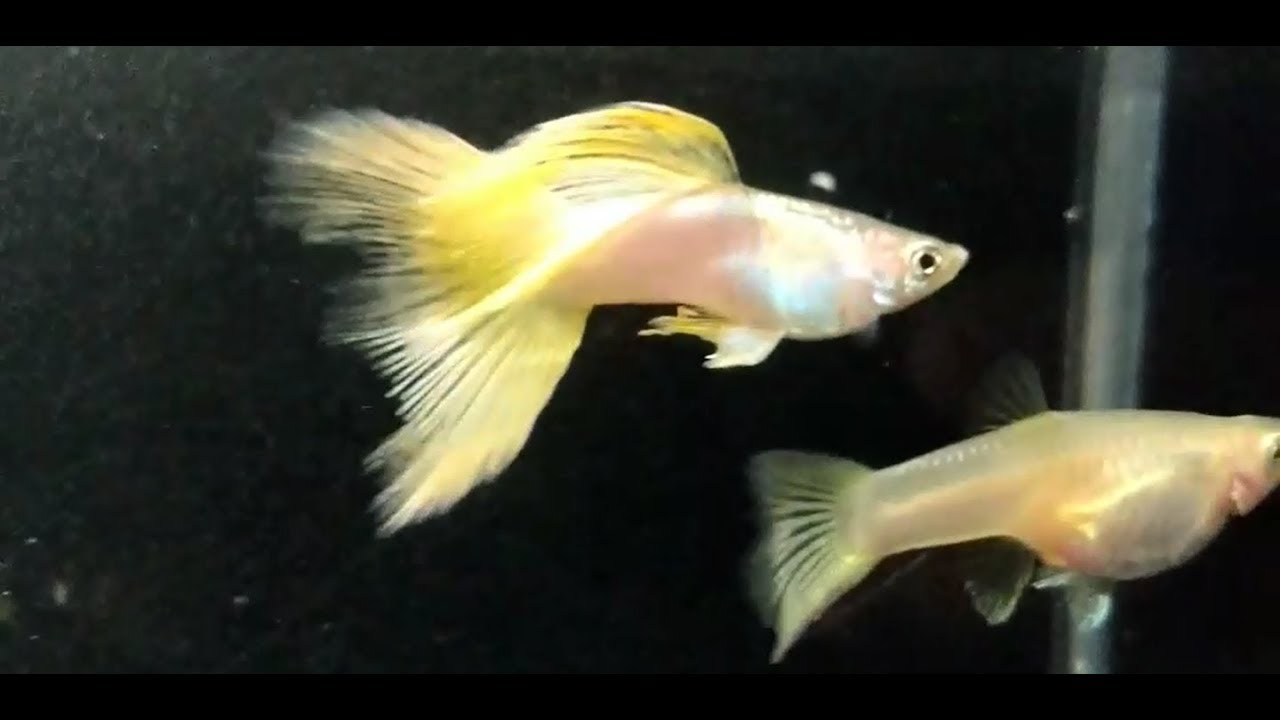 Top 10 Most Beautiful Guppy Fish #3 - LuckAqua - YouTube