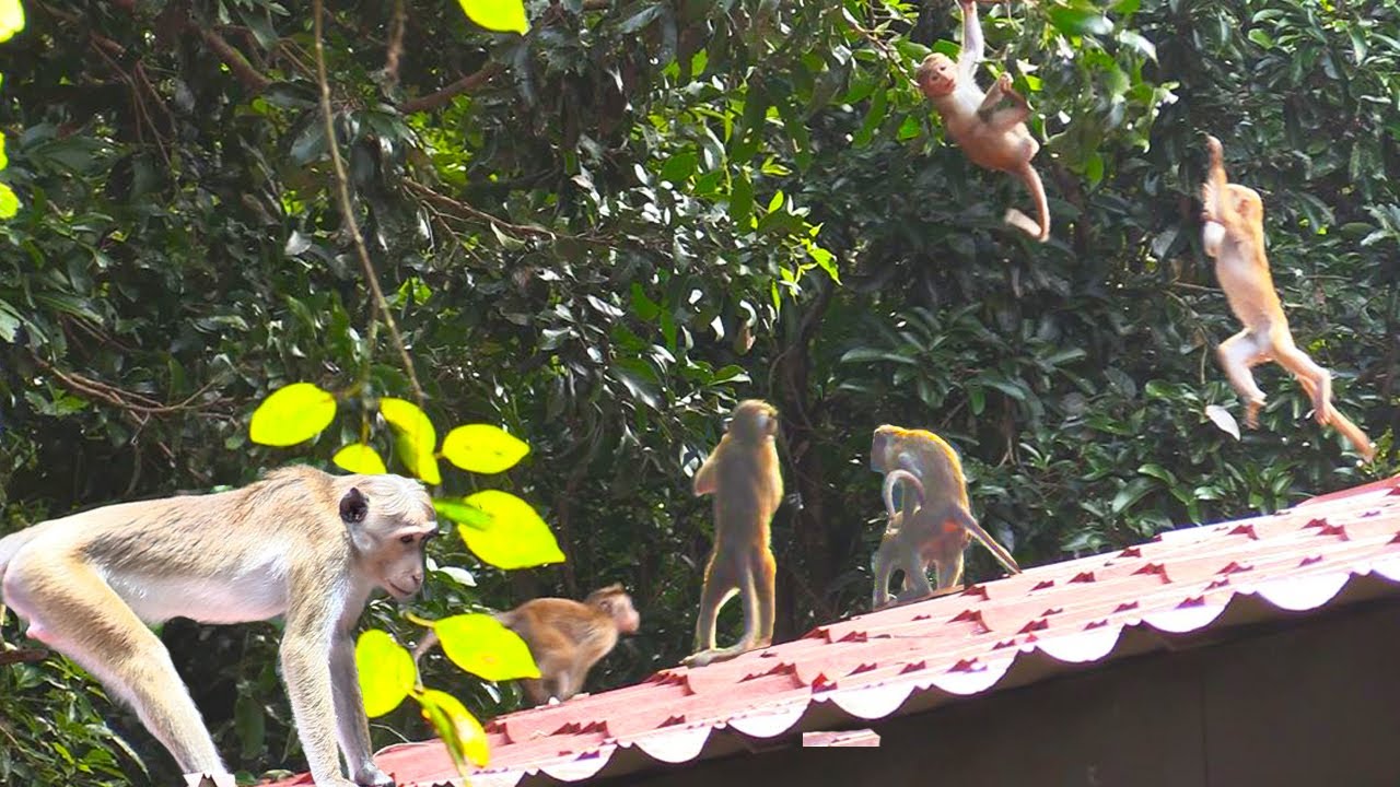 Wonderful play of monkeys on the roof of the house | Amazing Monkey ...