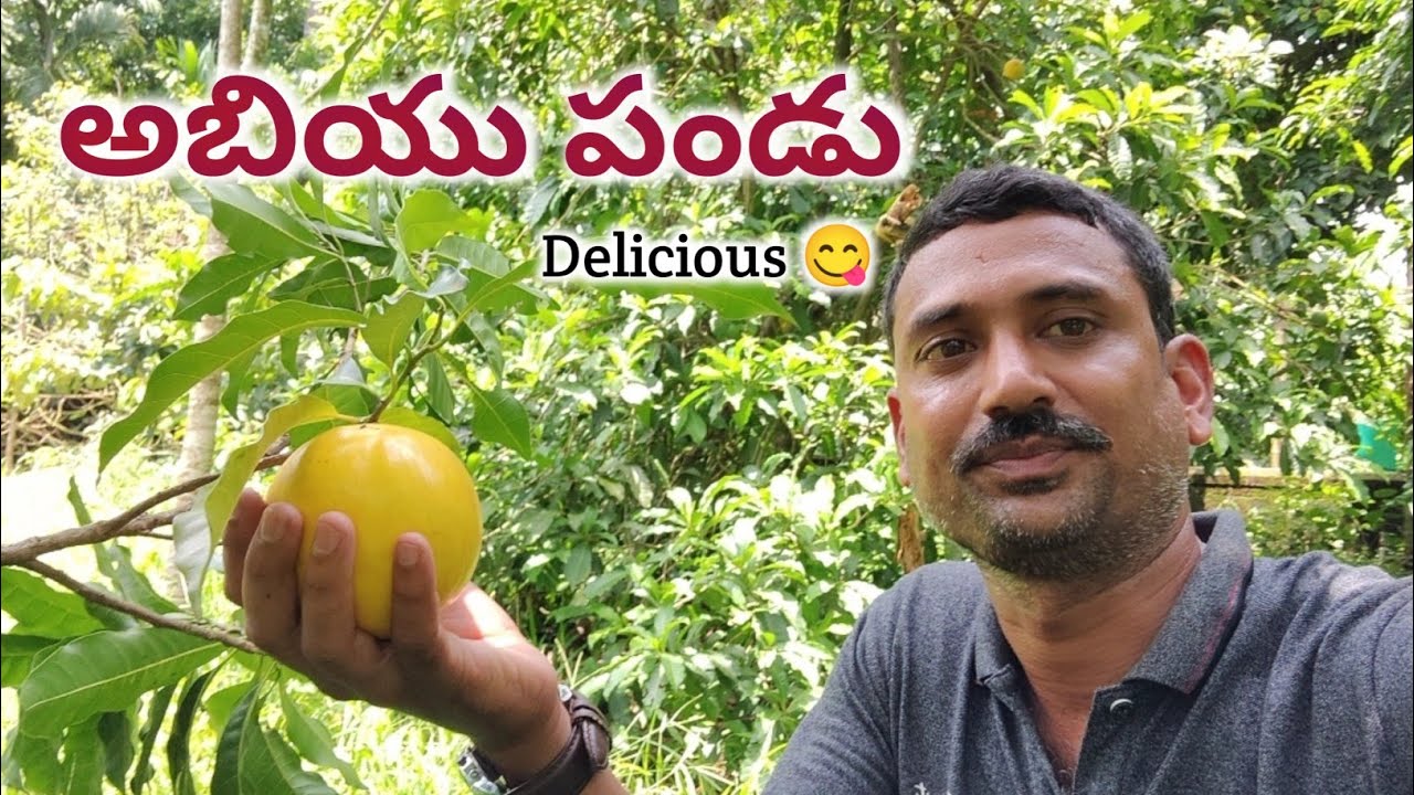 Abiu fruits farming|kerala|telugu|taste|Ramanujan's garden. - YouTube