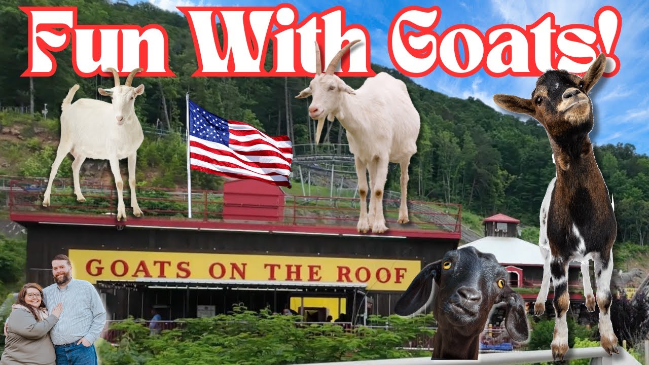 Goats on the Roof in Pigeon Forge - Full Tour & Review - Complete ...