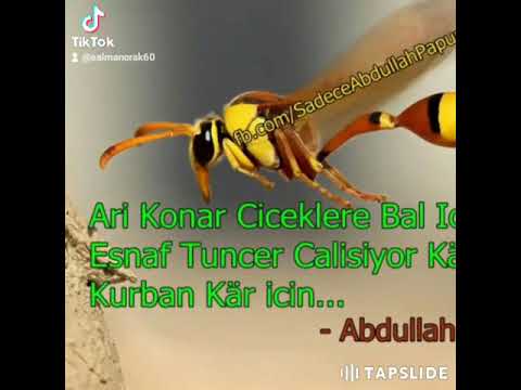 PAPUR BABA BÜYÜK HALK OZANI HAPİSHANE YAR NE OLUR OĞRAMA ÖLEM ÖLEM MEKTUP ATIM POSTAYLA YOLLAMA