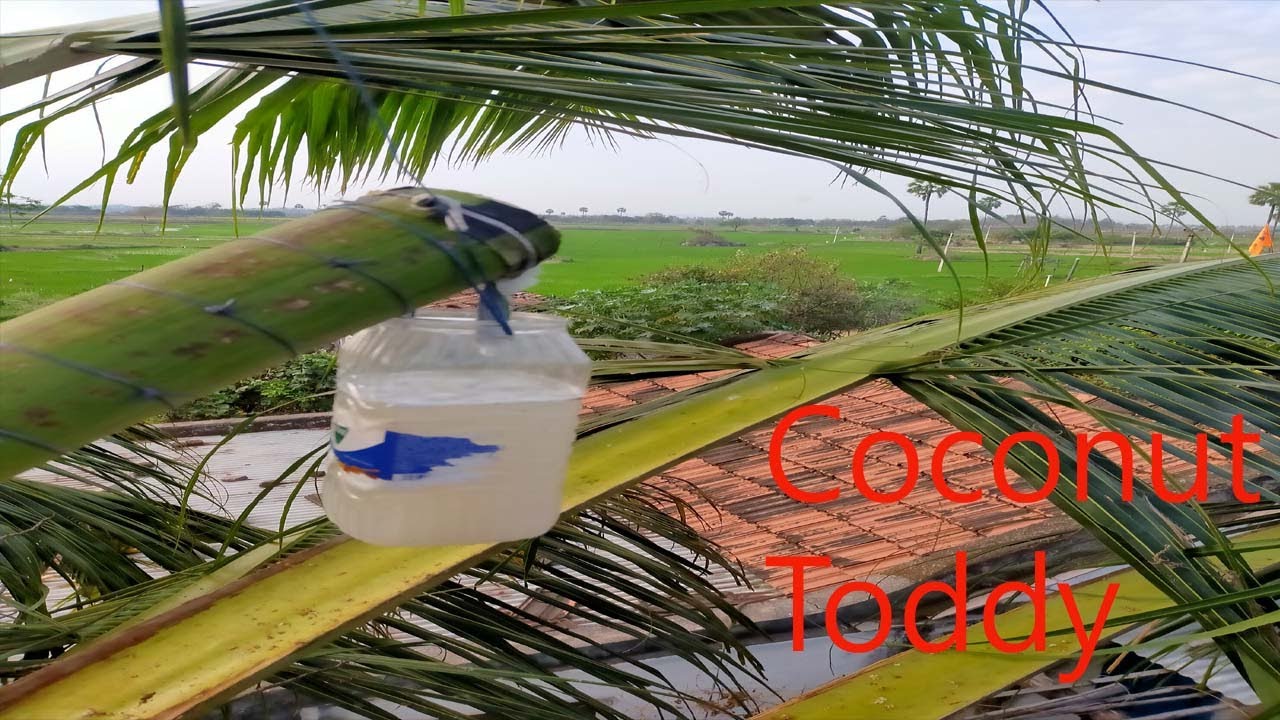 Village Coconut Toddy|kobbari kallu |Telangana - YouTube