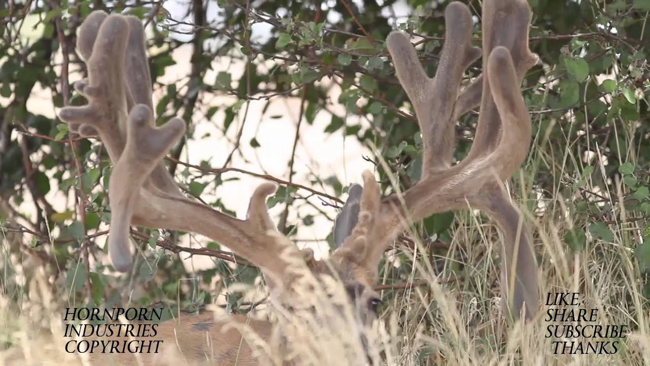 Giant non-typical Bend Buck - YouTube