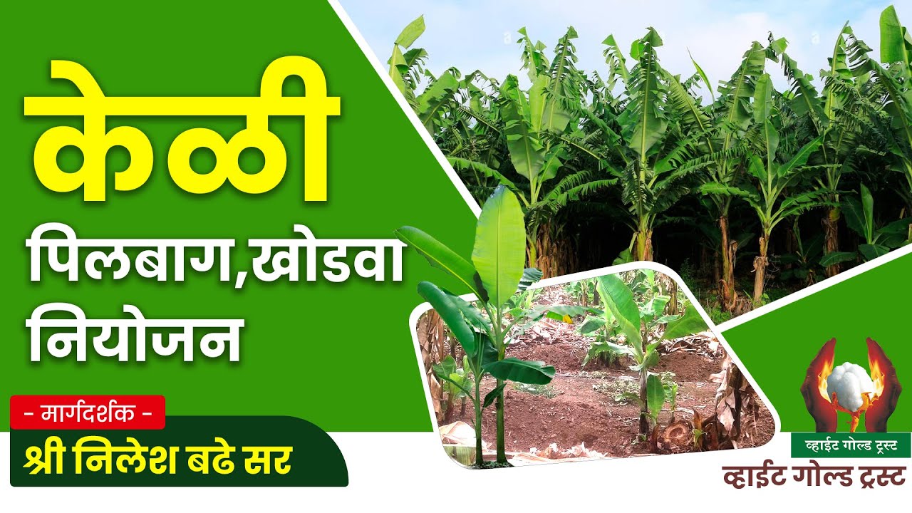 केळी पिलबाग, खोडवा नियोजन । Ratoon crop in banana । श्री निलेश बढे सर # ...