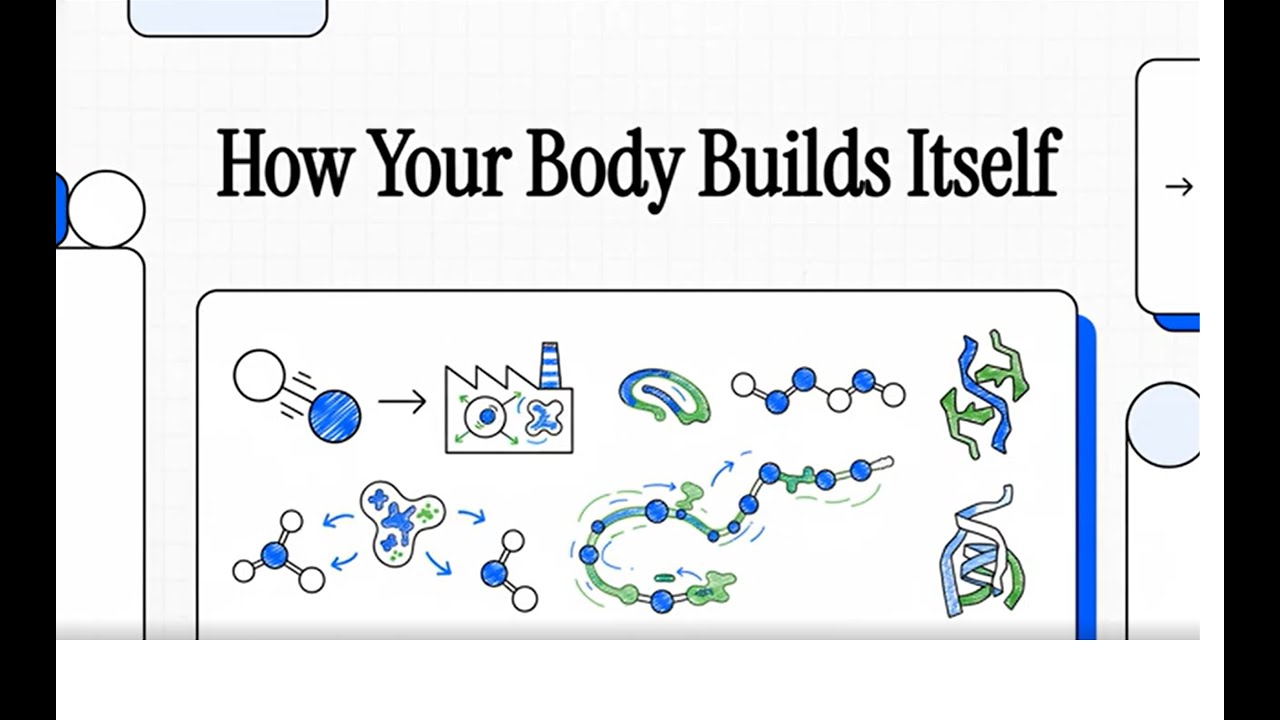 Amino Acid Anabolism: How Body Amino Acids Build Itself | Biochemistry ...