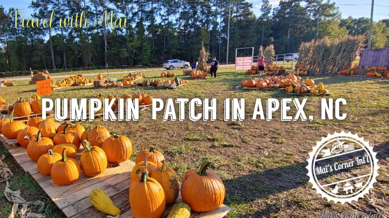 Pumpkin Patch in Apex, NC |Mai's Corner - YouTube
