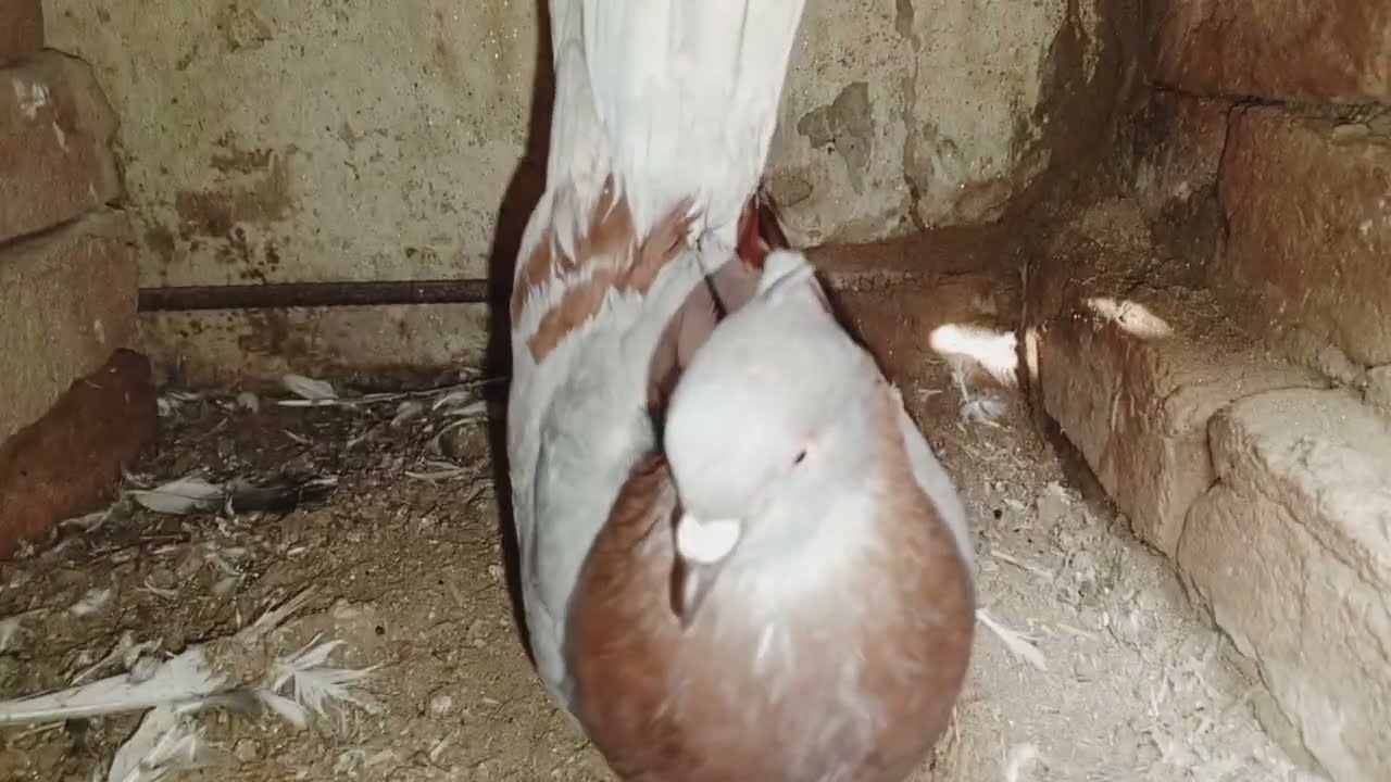 Dove and pigeon cross breed result | pigeon and dove hybrid #pigeon ...